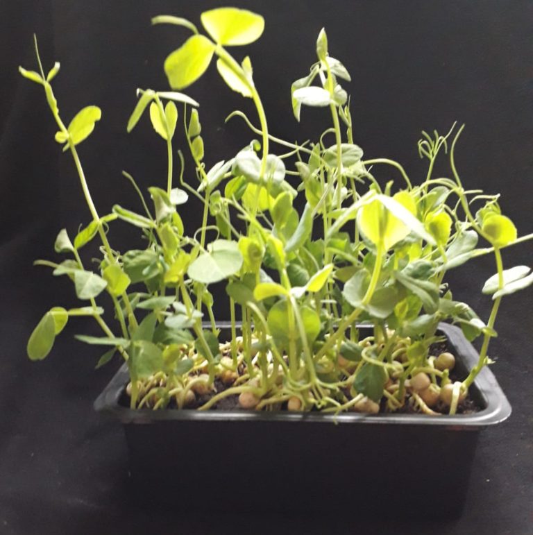 Pisello - Microgreen - Verde Vivo Superfood fresco in tavola