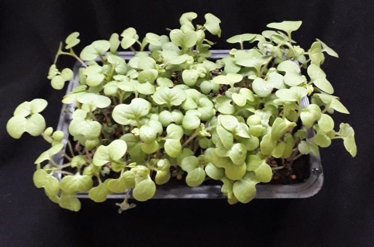 Senape - Microgreen - Verde Vivo Superfood fresco in tavola